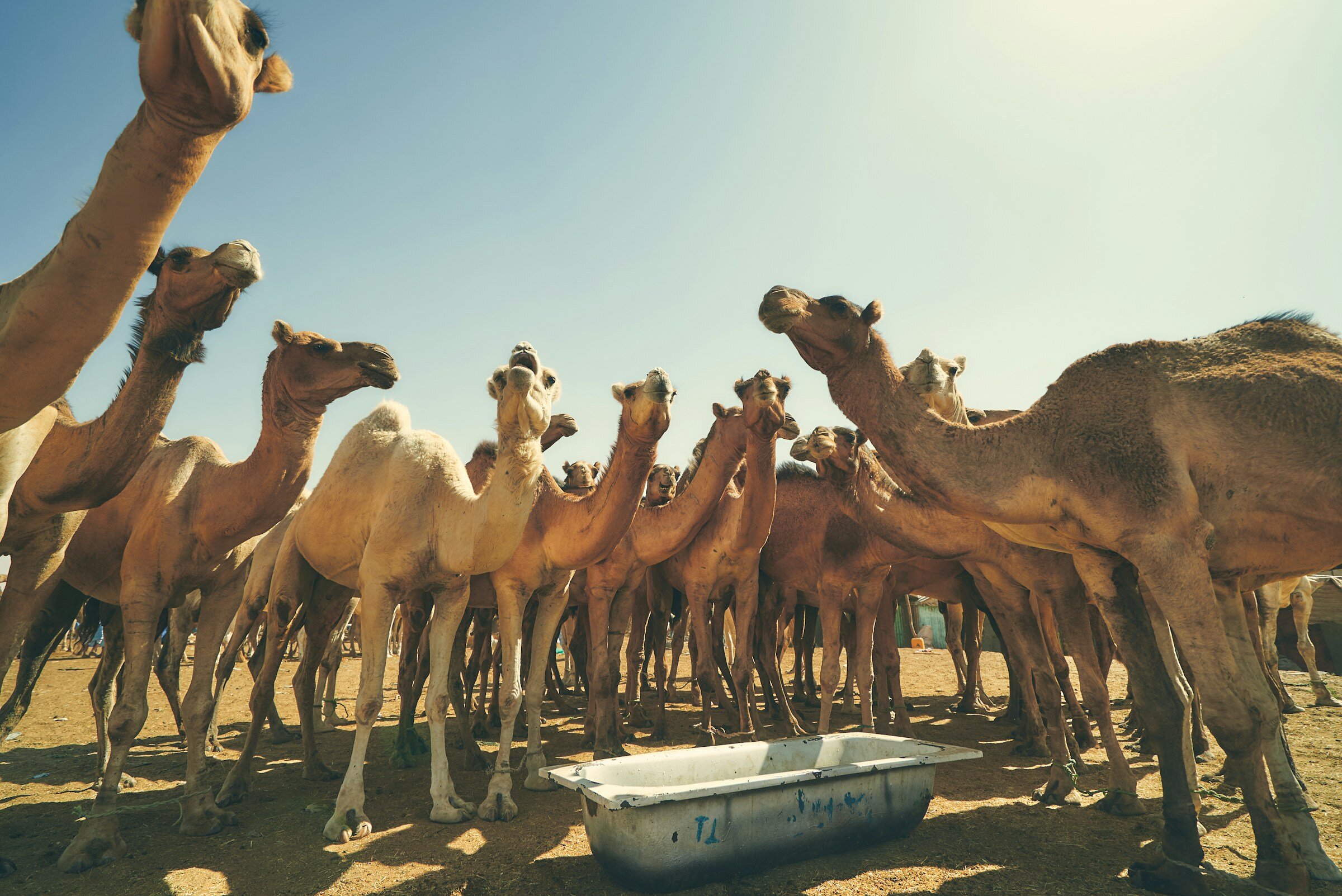 Qué ver en Nuakchot Descubre la capital de Mauritania para tu próximo viaje