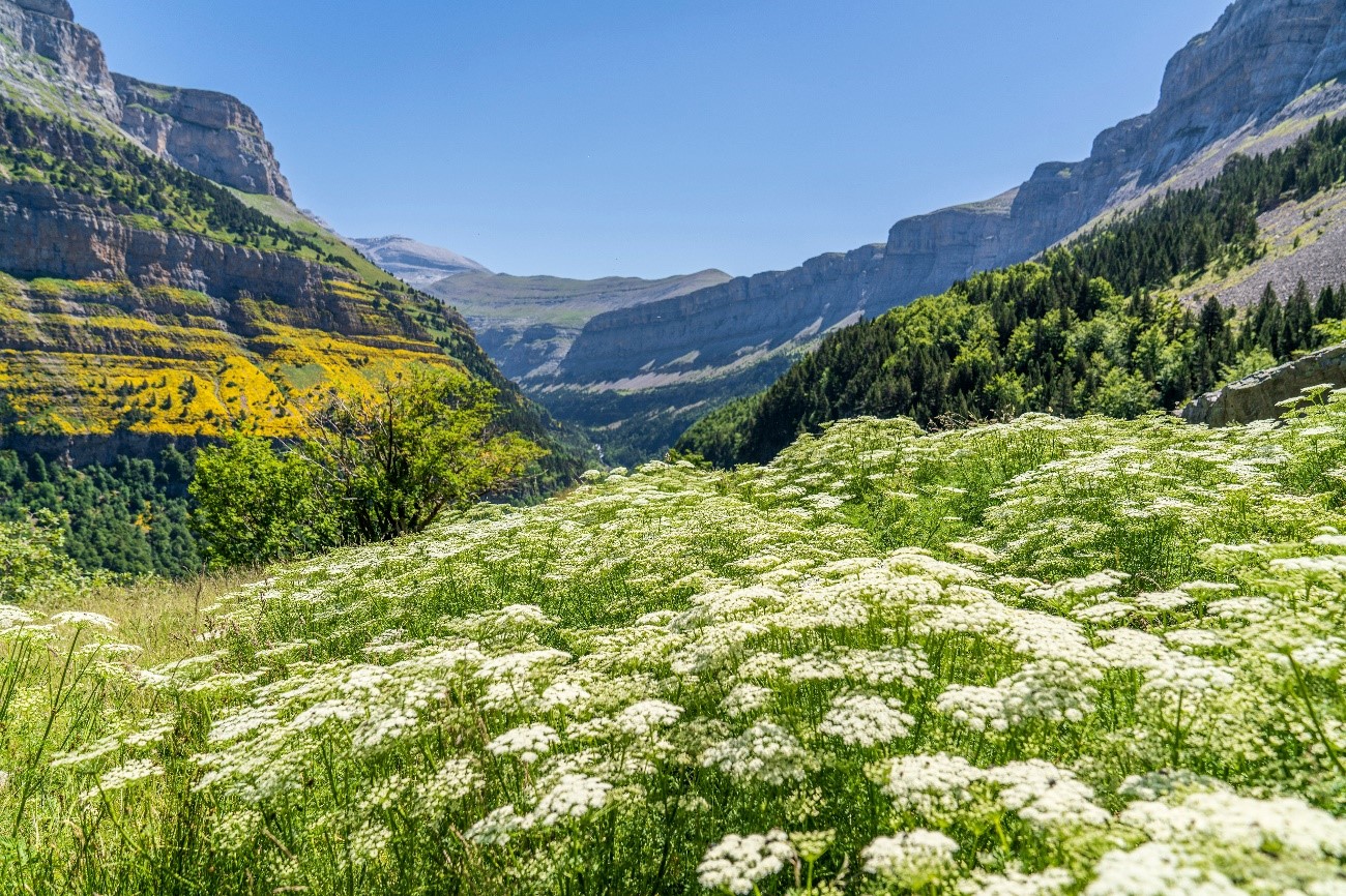 Planes para disfrutar de la primavera en Aragón