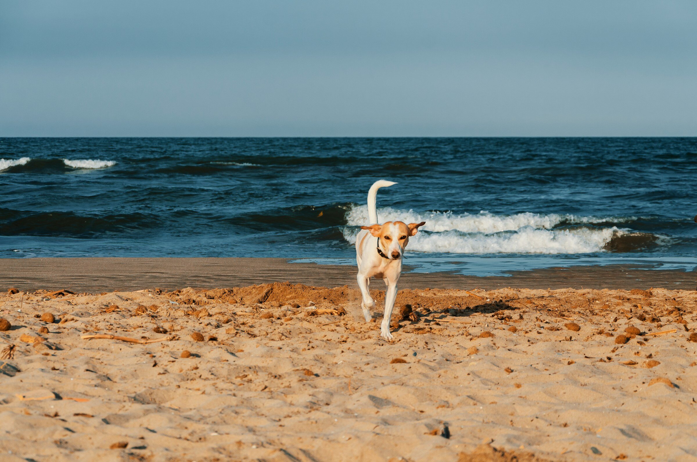Descubre las Mejores Playas para Perros en la Comunidad Valenciana con ...